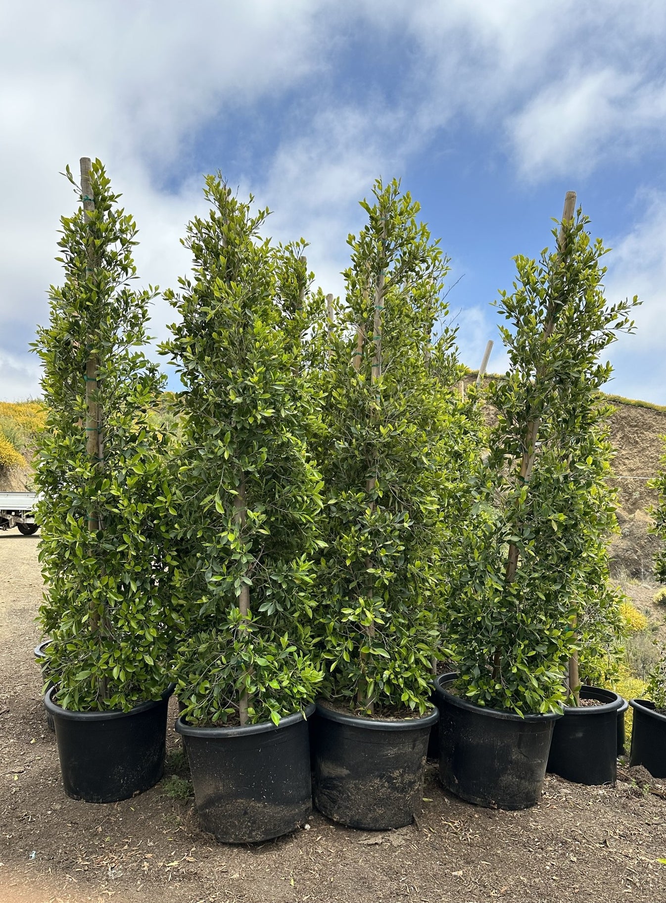 Ficus nitida (column) - Indian Laurel – Bonilla Nurseries