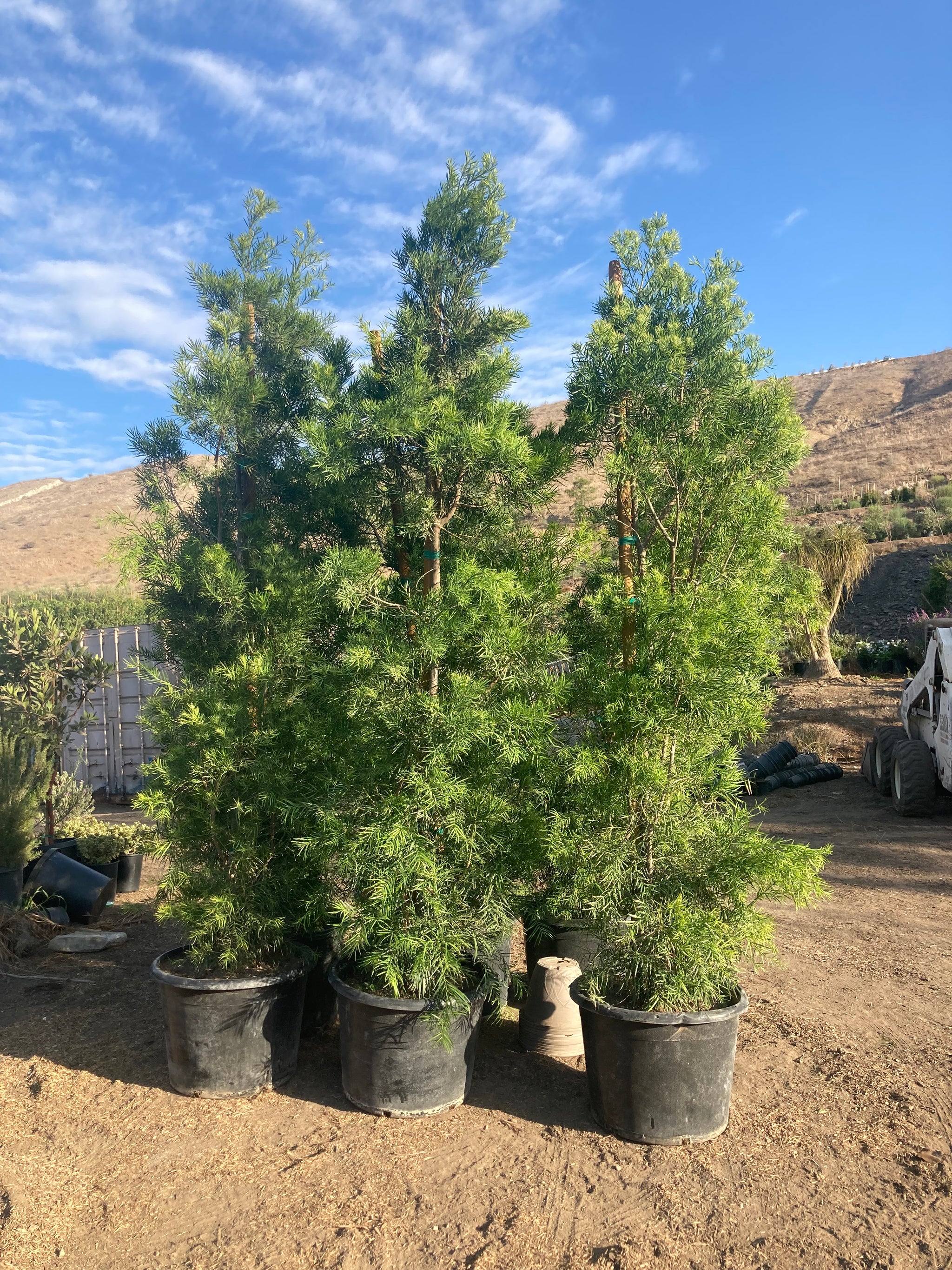 Podocarpus gracilior - Fern Pine – Bonilla Nurseries