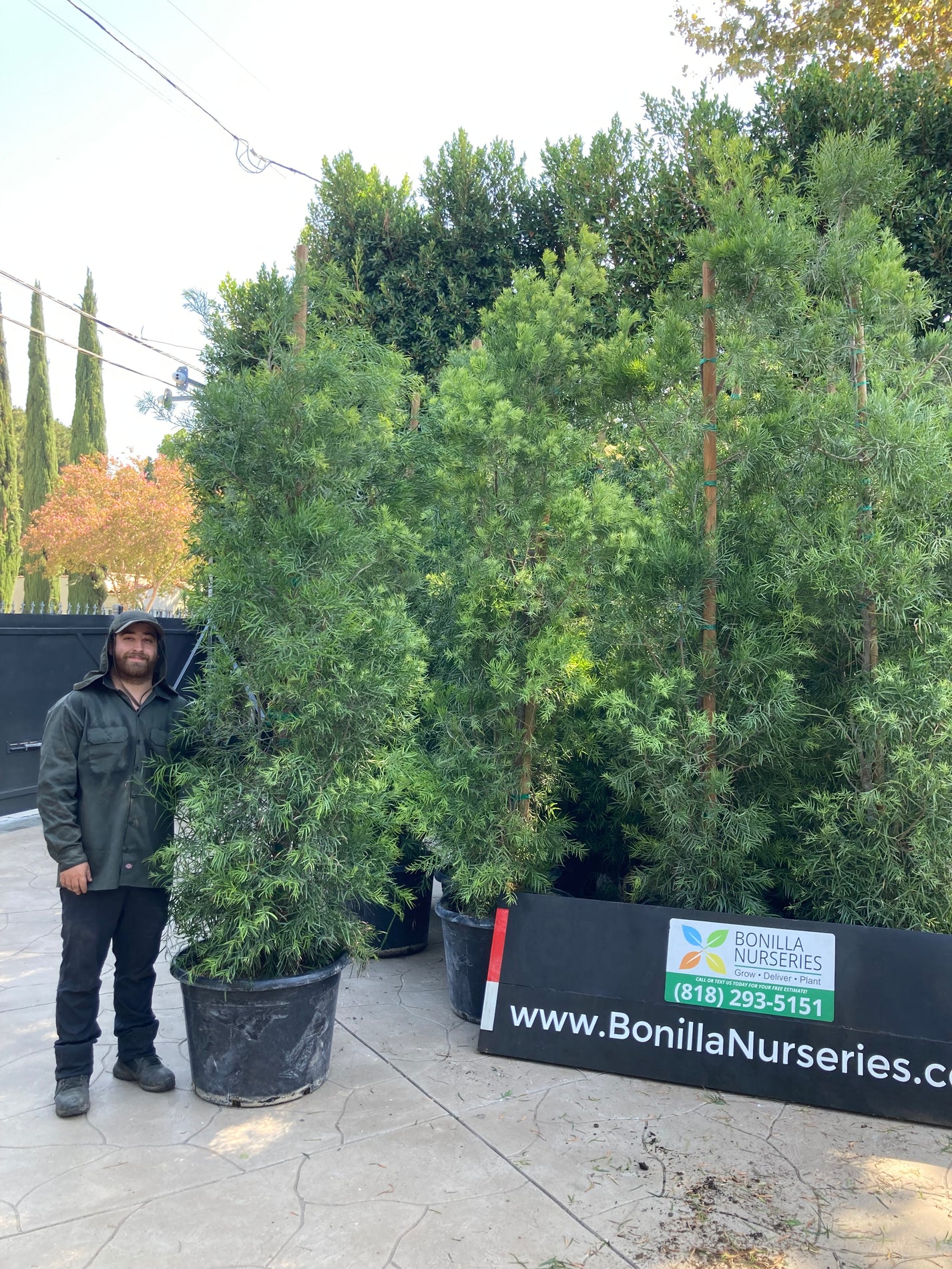 Podocarpus gracilior - Fern Pine – Bonilla Nurseries