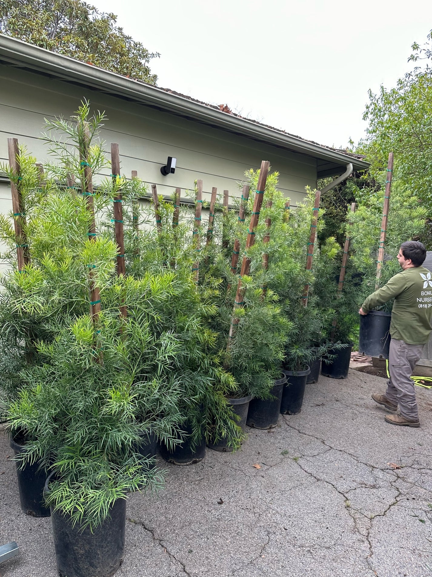 Podocarpus gracilior - Fern Pine – Bonilla Nurseries