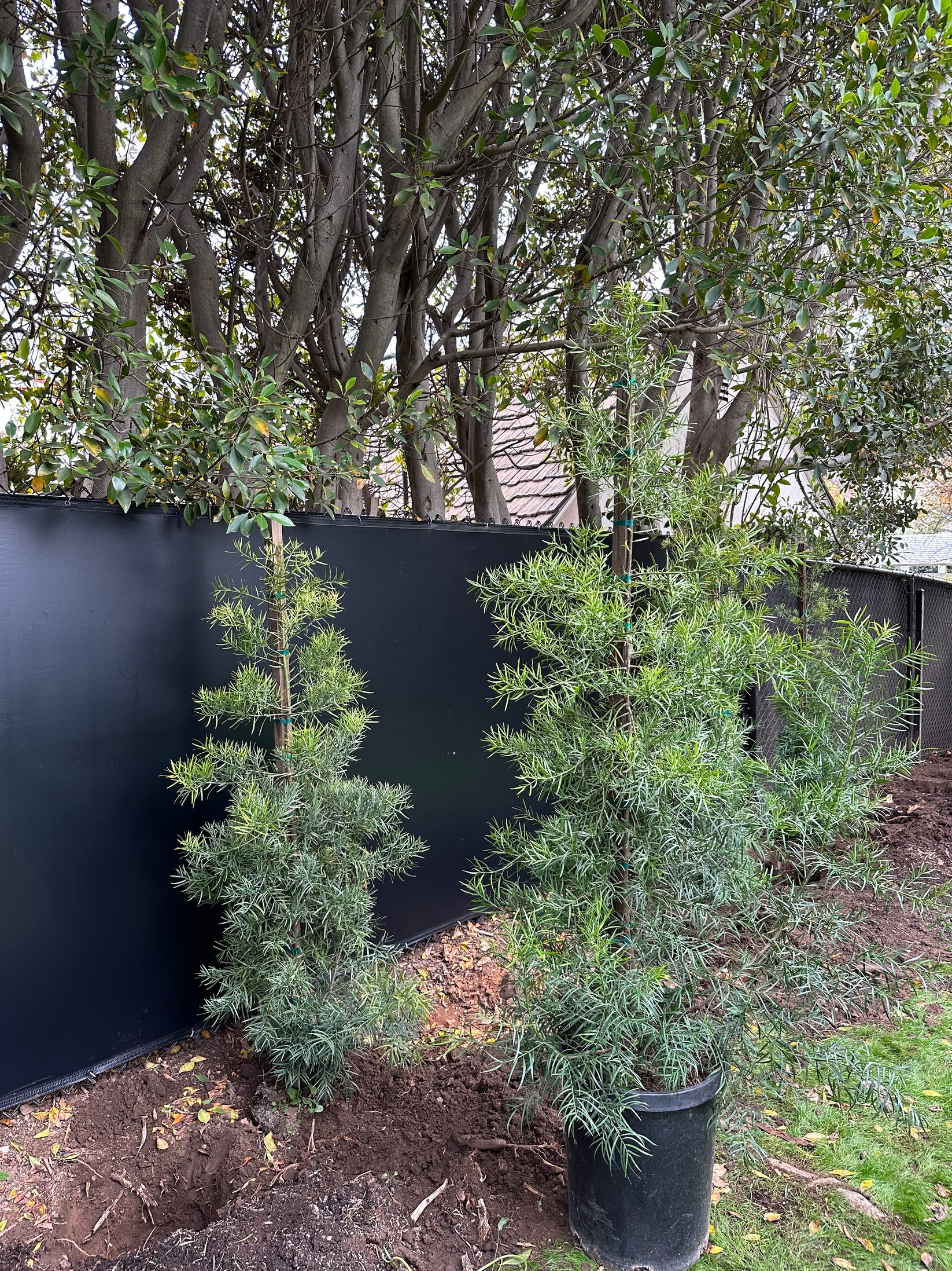Podocarpus gracilior - Fern Pine – Bonilla Nurseries