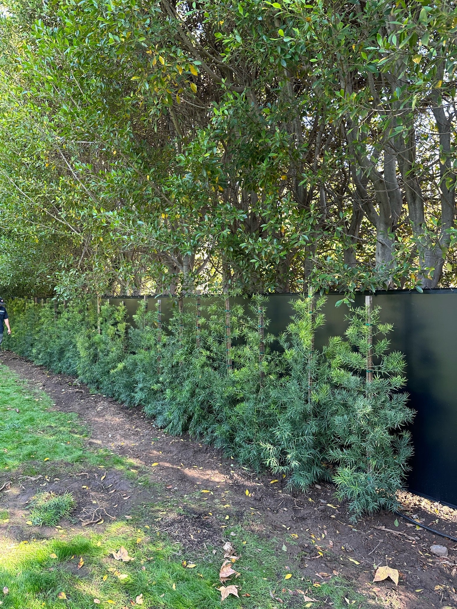 Podocarpus gracilior - Fern Pine – Bonilla Nurseries