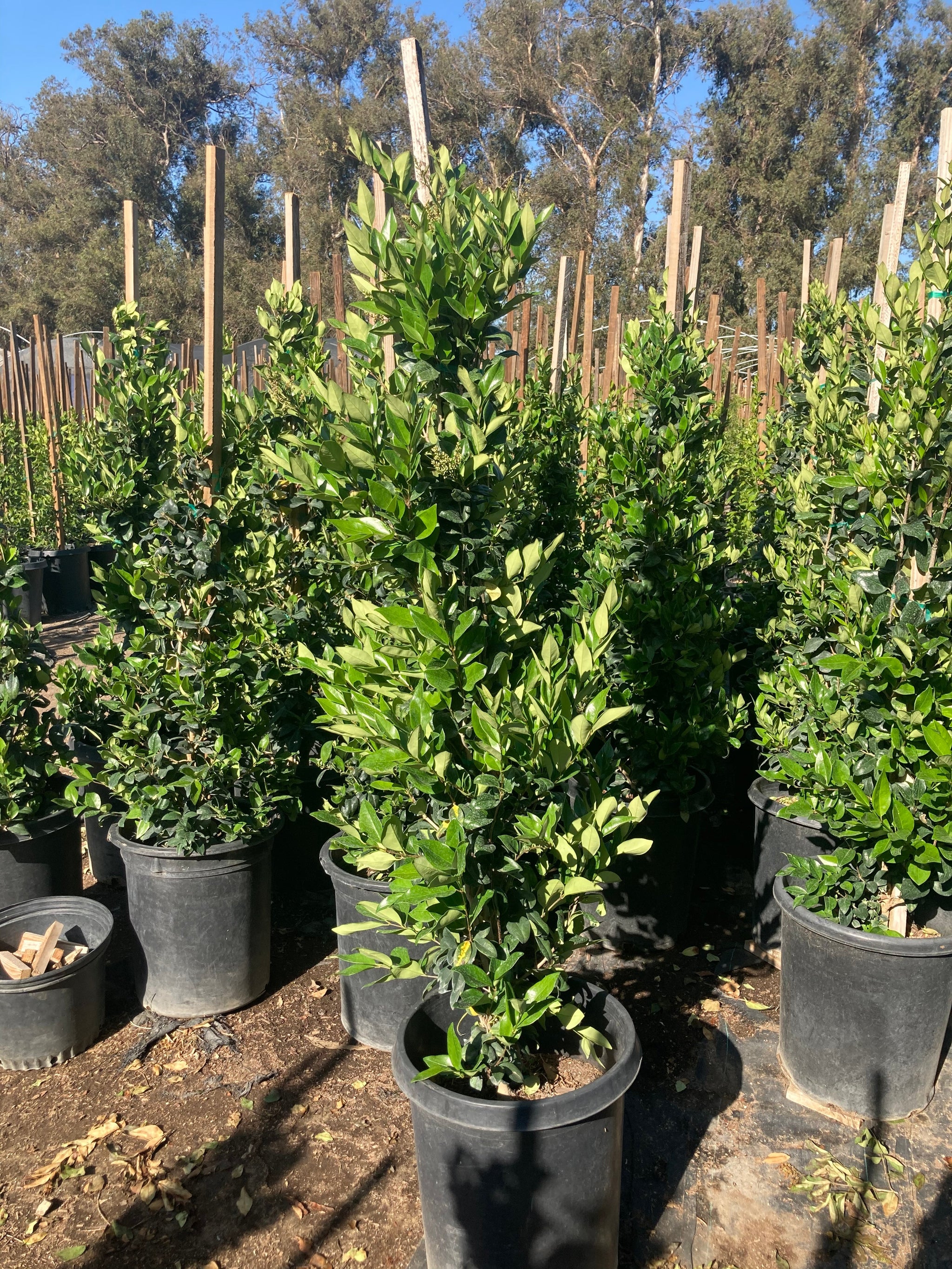 Ligustrum japonicum 'Texanum' - Waxleaf Privet – Bonilla Nurseries