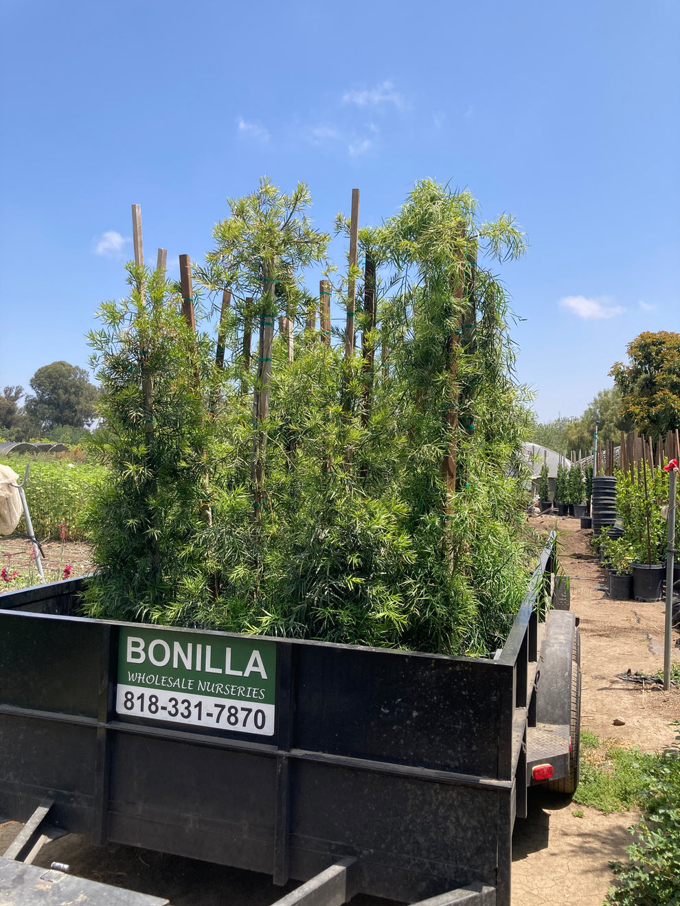 Podocarpus gracilior - Fern Pine – Bonilla Nurseries