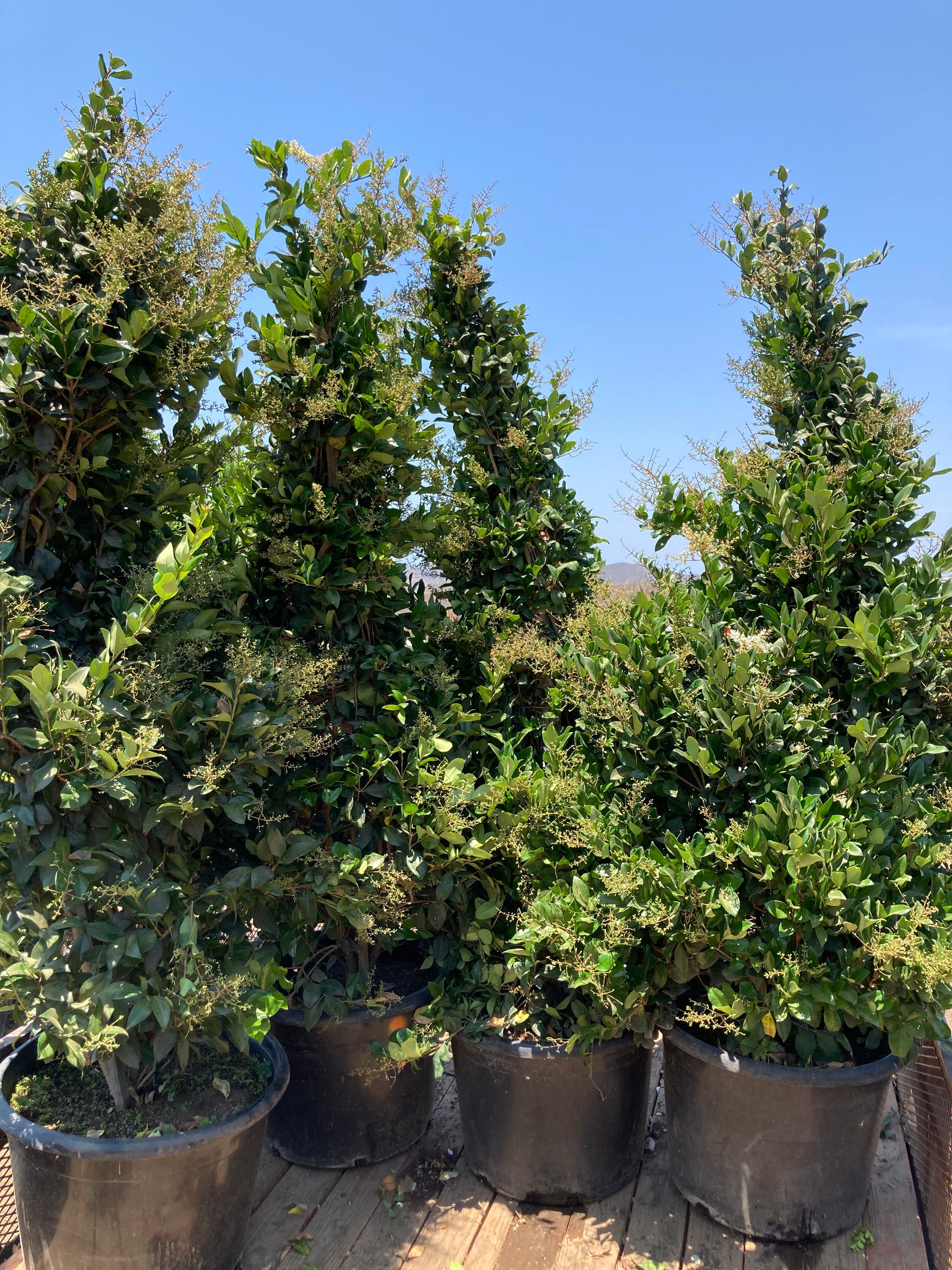 Ligustrum japonicum 'Texanum' - Waxleaf Privet – Bonilla Nurseries